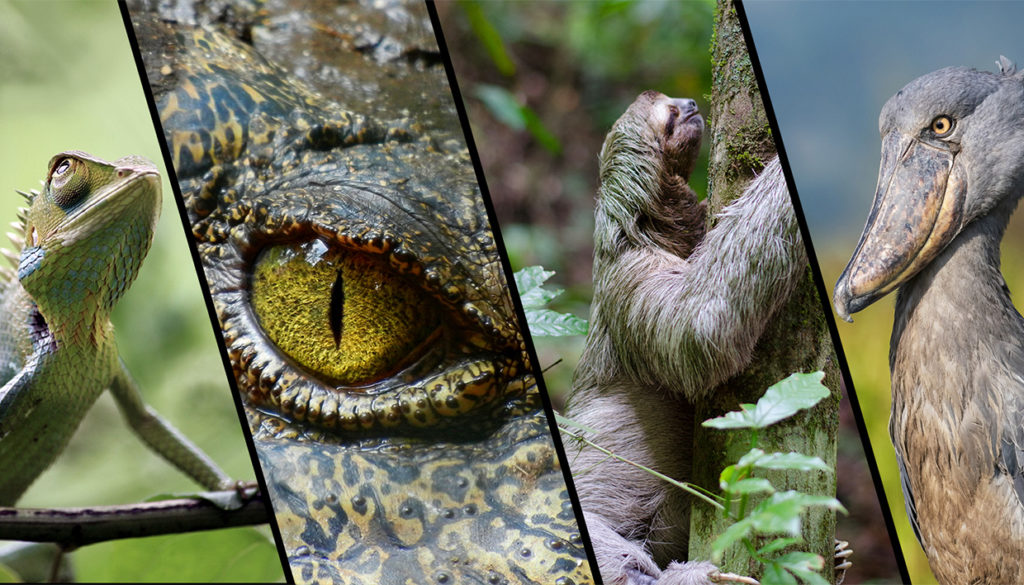 Uncovering the untamed sounds of Animals And Synthesizers